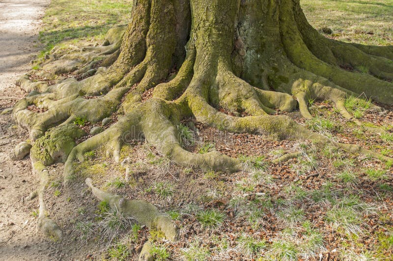 Roots stock photo. Image of loam, flora, branch, cortex - 26546634