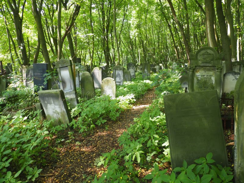 Jewish cemetary in Warsaw editorial image. Image of tree - 284075115