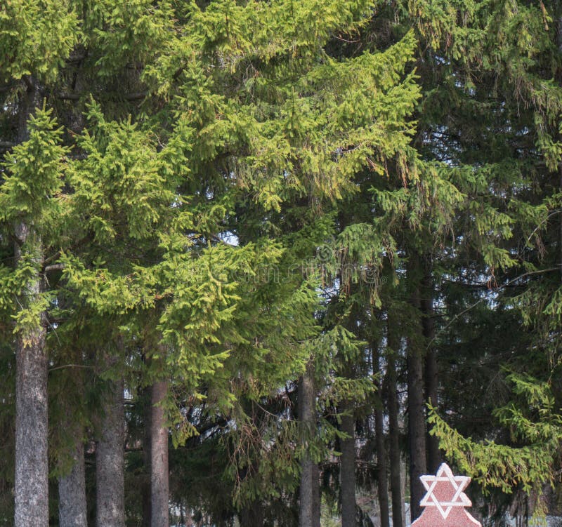 Jewish Star among trees stock photo. Image of jewish - 53621960