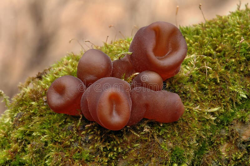 Jews ear mushroom stock photo. Image of judae, forest - 40772966