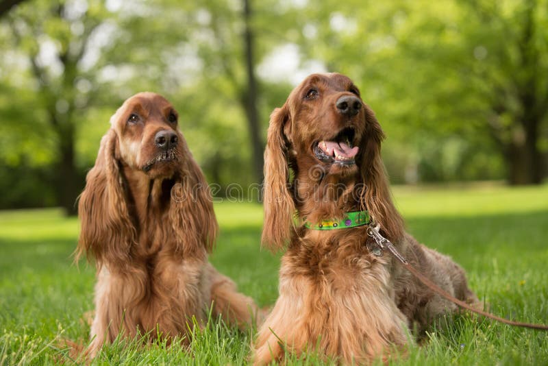 Two Irish Setters Dogs Lying in Grass Stock Photo - Image of dogs ...