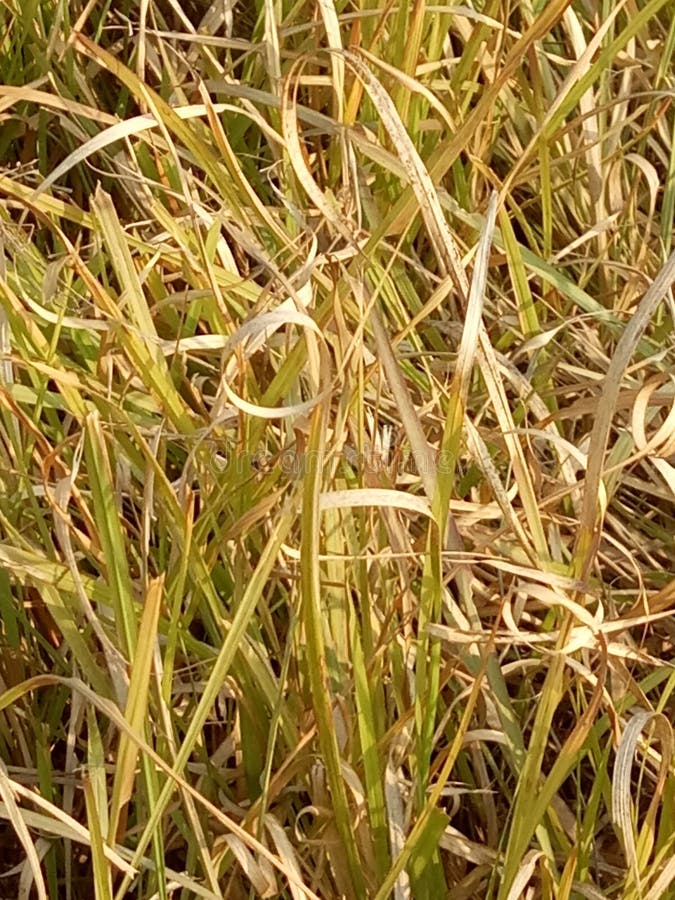 Jhar stock image. Image of jangel, jhar, nece, beautiful - 136675885