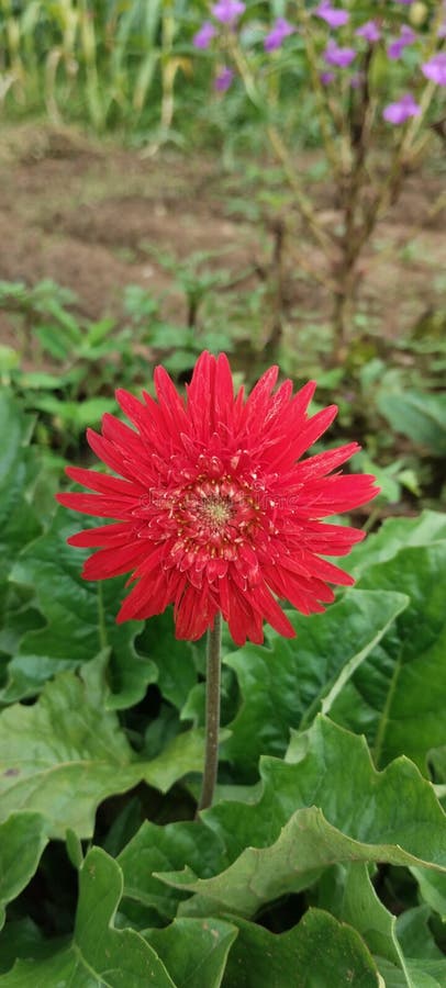 Jharbera Flower Stock Photos - Free & Royalty-Free Stock Photos from ...