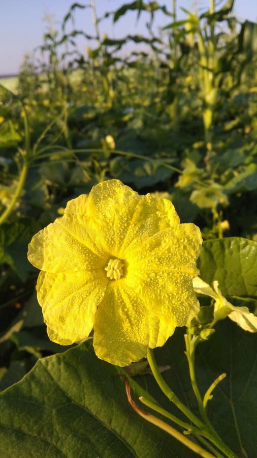 Jhinga Flower,vegetable Iteam Stock Photo - Image of iteam, itea: 262538694