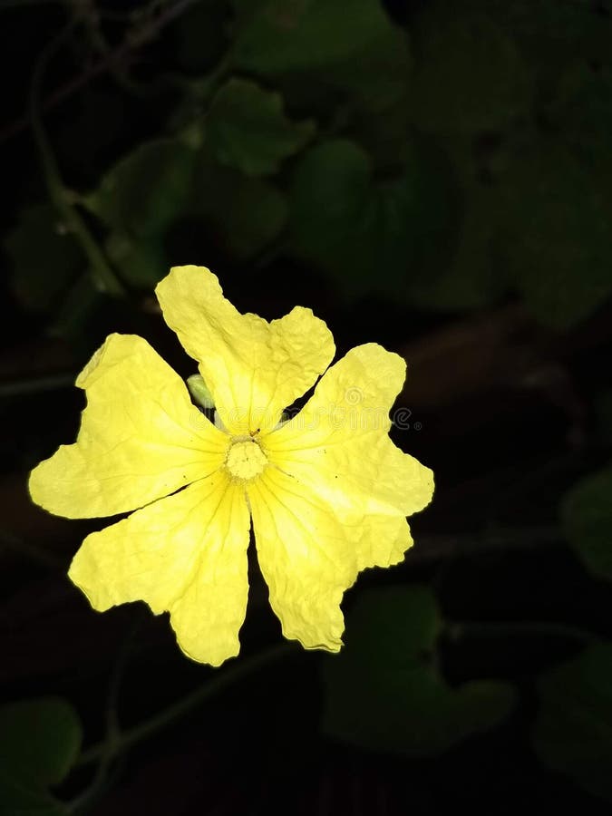 Jhinga flower stock image. Image of jhinga, leaf, green - 123809599