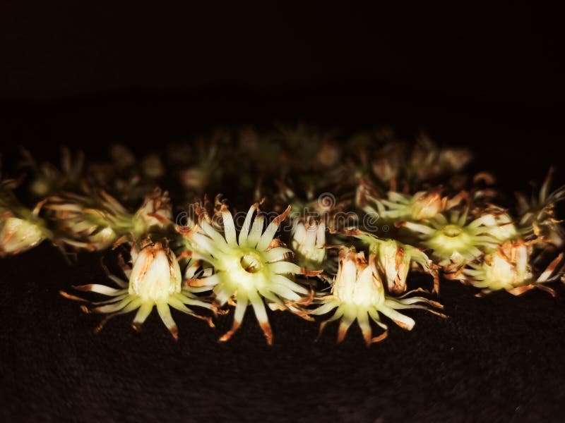 Bokul Flower Stock Photos - Free & Royalty-Free Stock Photos from ...