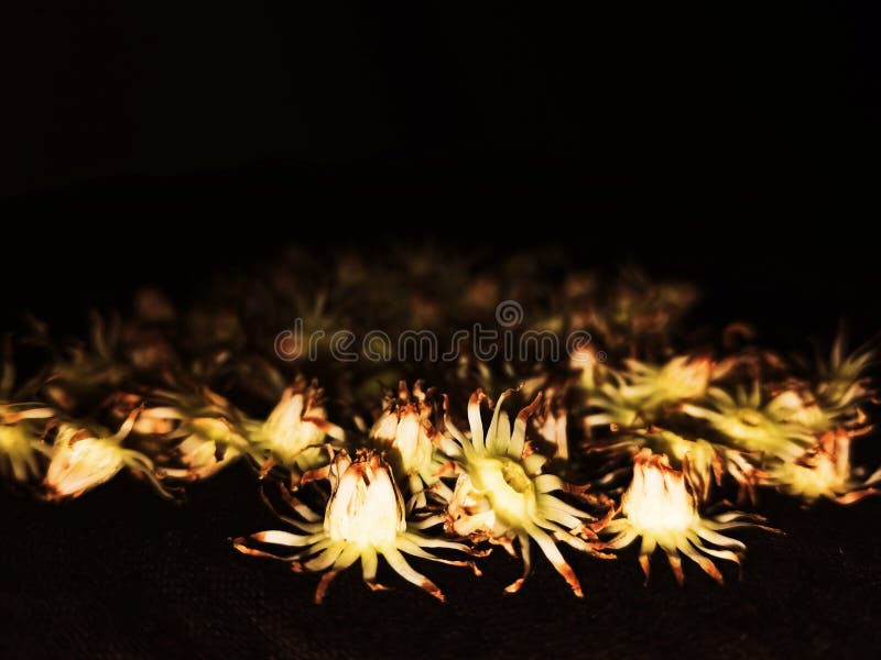 Bokul flower stock photo. Image of spanish, herbal, bakul - 32406660