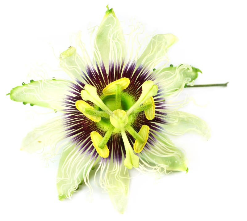 Jhumko Lata Flower of Indian Subcontine Stock Image - Image of passion ...