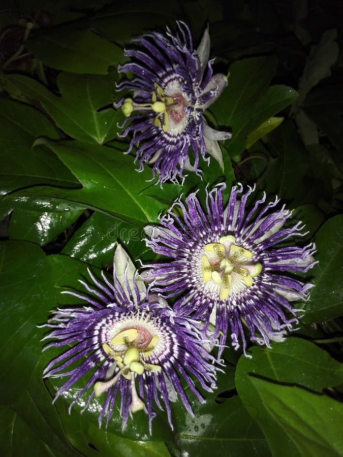 Jhumko Lata or Passion Flower Stock Image - Image of green, bloom: 27151291