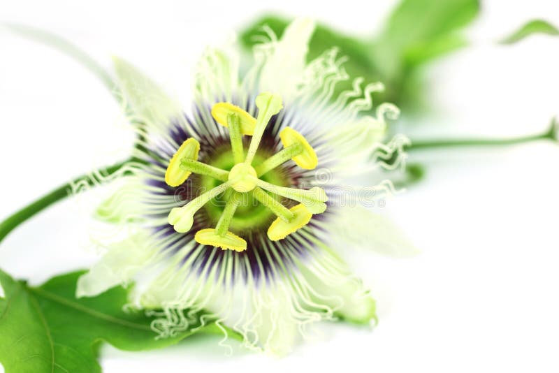 Jhumko Lata or Passion Flower Stock Image - Image of green, bloom: 27151291