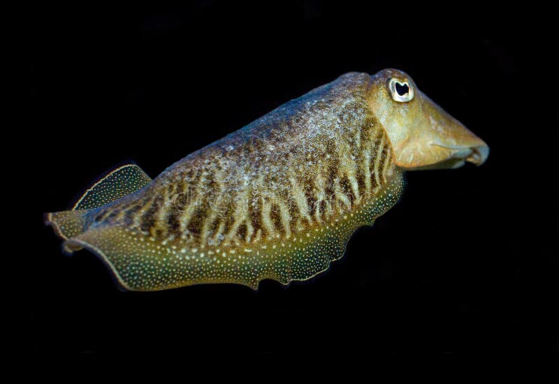 Jibias foto de archivo. Imagen de cuttle, inteligente - 6570812