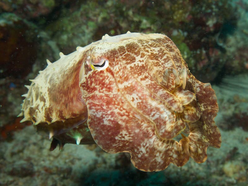 Jibias de Broadclub foto de archivo. Imagen de vida, isla - 33092454