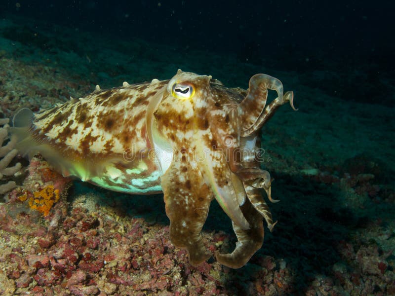 Las Jibias De Broadclub En Amenaza Posture, Raja Ampat, Indonesia ...