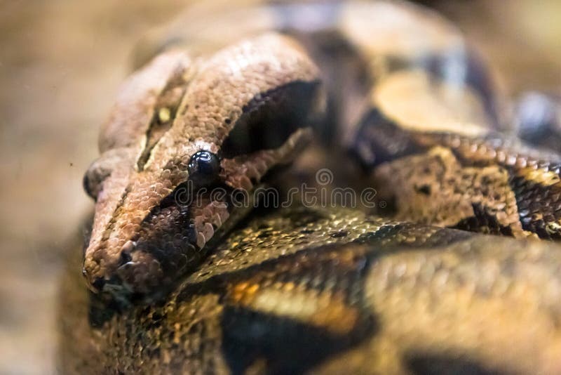 Jiboia Da Serpente Do Constrictor De Boa No Fim Acima Imagem de Stock ...