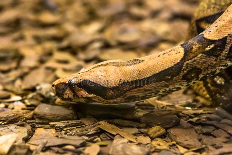 Jiboia Da Serpente Do Constrictor De Boa No Fim Acima Imagem de Stock ...