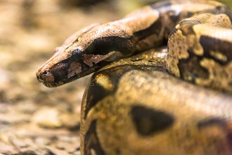 Jiboia Da Serpente Do Constrictor De Boa No Fim Acima Imagem de Stock ...