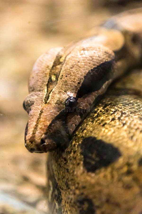 Jiboia Del Serpente Del Boa Constrictor Nella Fine Su Fotografia Stock ...