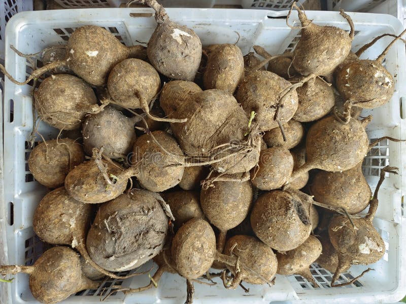 Jicama on the Basket stock photo. Image of basket, fungus - 270431918