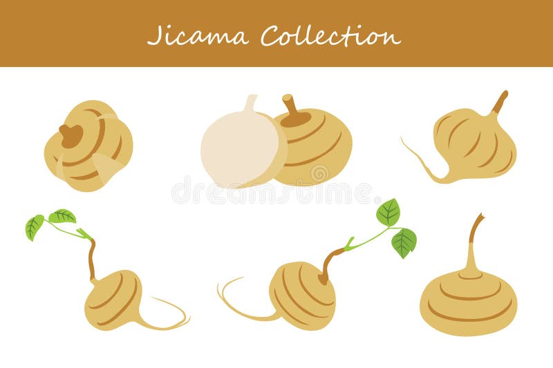 Jicama Collection in Different Poses. Vector Illustration Stock ...