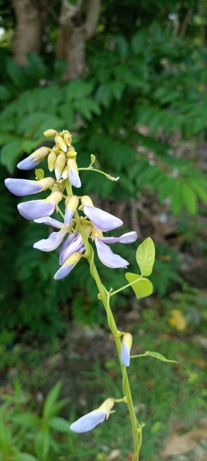 Jicama Flower