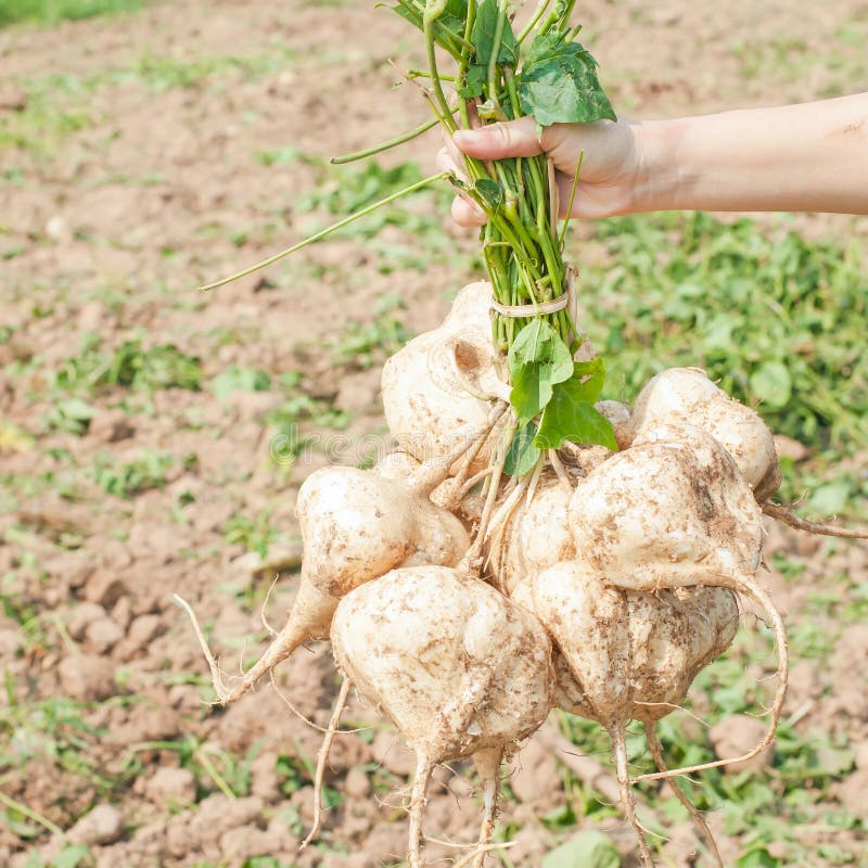 Jicama stock photo. Image of fire, single, market, healthy - 38719928