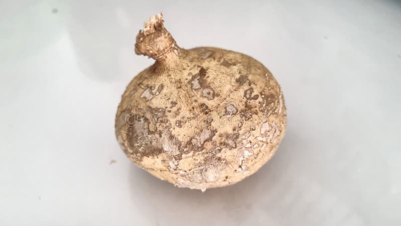 Jicama Fruit Contains Many Benefits for the Skin Stock Photo - Image of ...