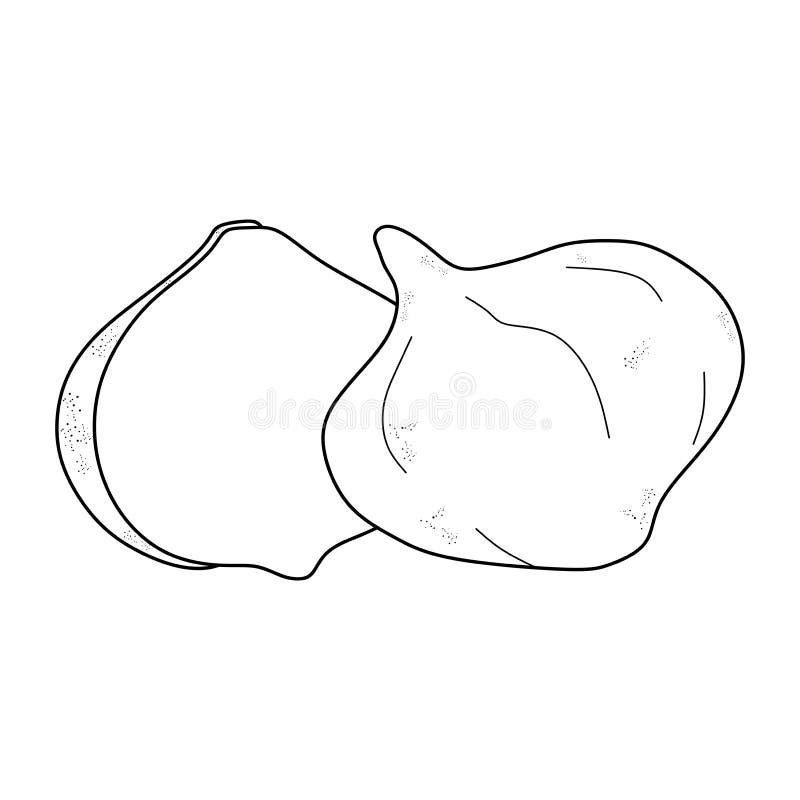 Jicama fruit illustration stock vector. Illustration of health - 222058699