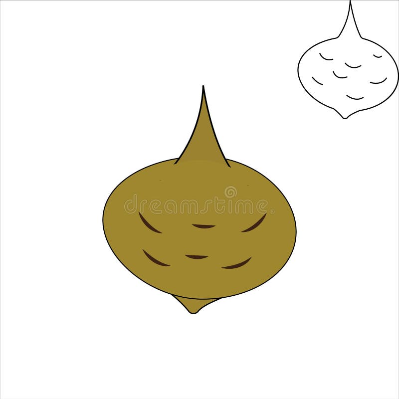 Jicama Icon Design Illustration Template Web Vector Logo Stock ...