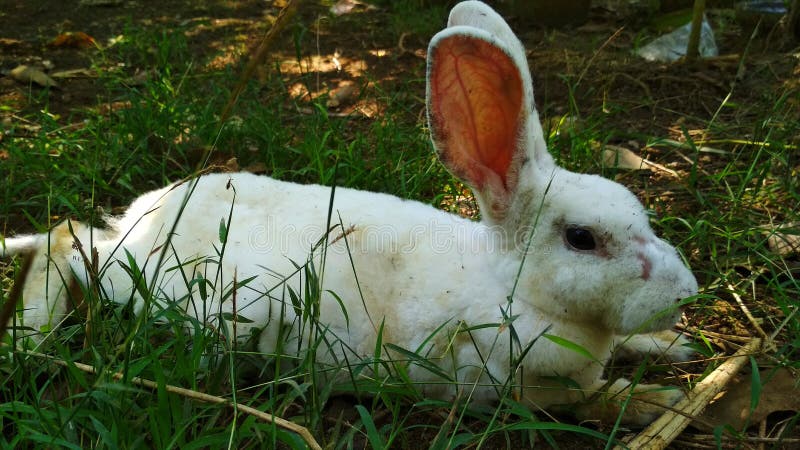Dirty rabbit in garden stock image. Image of gray, funny - 29649971