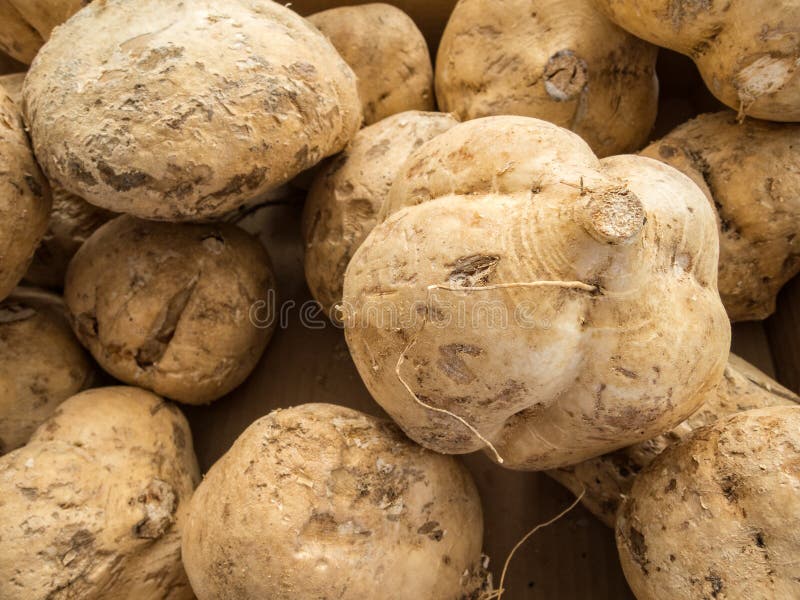 Jicama, Haba De ñame Mexicana O Nabo En Un Escritorio Foto de archivo ...