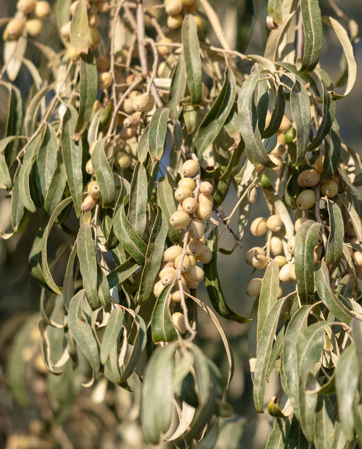 Jida Fruits Stock Photos - Free & Royalty-Free Stock Photos from Dreamstime