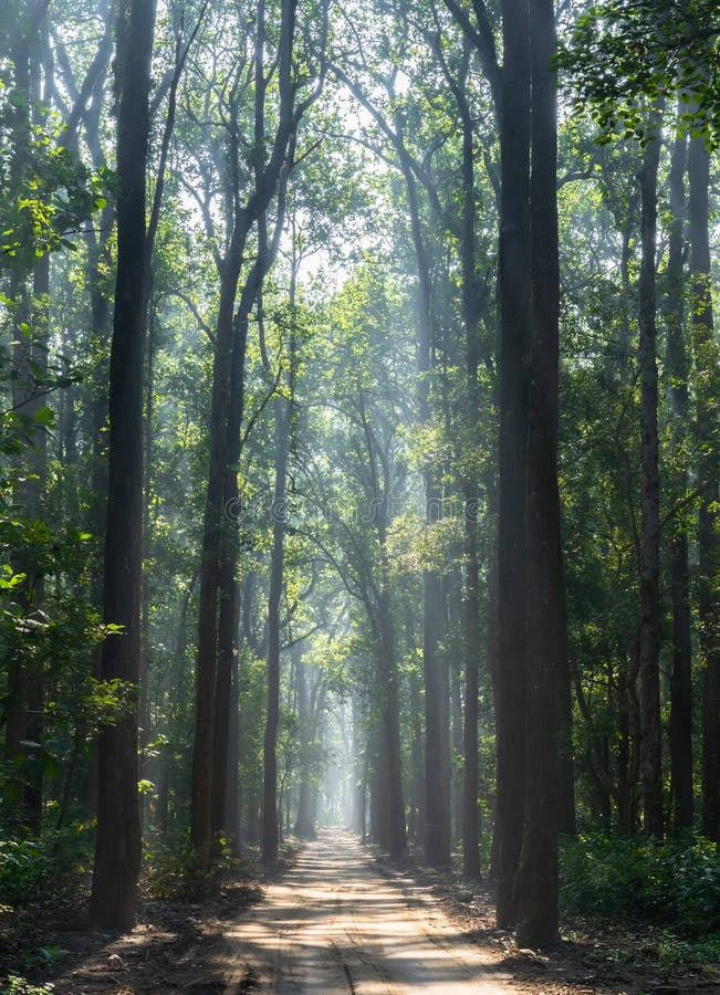 Dense Tall Tree in Jim Corbett National Park Stock Photo - Image of ...