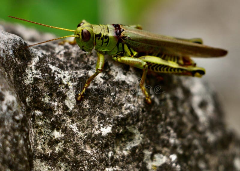Portrait of the Green Cricket Stock Photo - Image of cricket, green ...