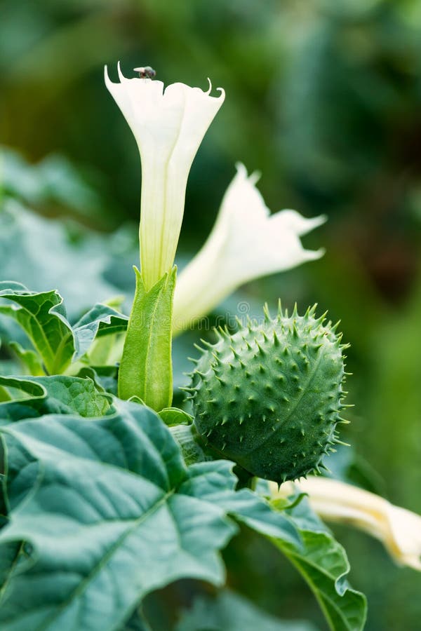 Jimson weed stock image. Image of outdoors, beautiful - 35044025