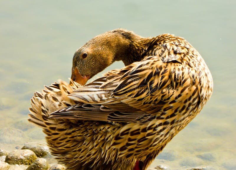 Jinding duck stock photo. Image of jinding, chinese - 101235404