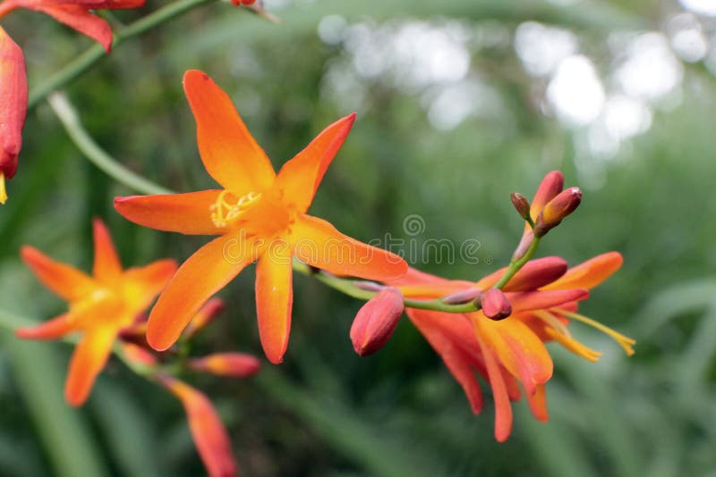 Jingga stock photo. Image of macro, nature, jingga, orchid - 139245842