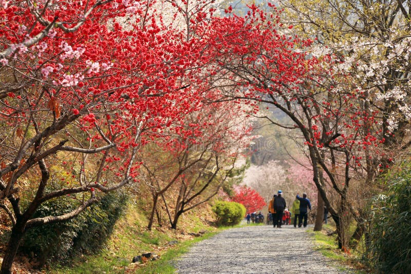 Jinhae Dream Road, Jinhae-gu, Changwon, Korea Stock Image - Image of ...