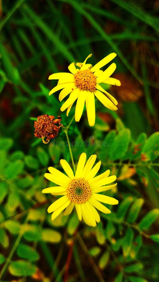 Jinia Stock Photos - Free & Royalty-Free Stock Photos from Dreamstime