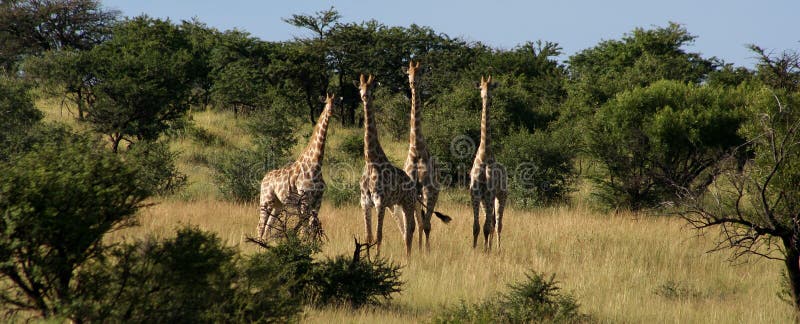 Jirafa imagen de archivo. Imagen de cubo, jirafa, cielo - 1424093