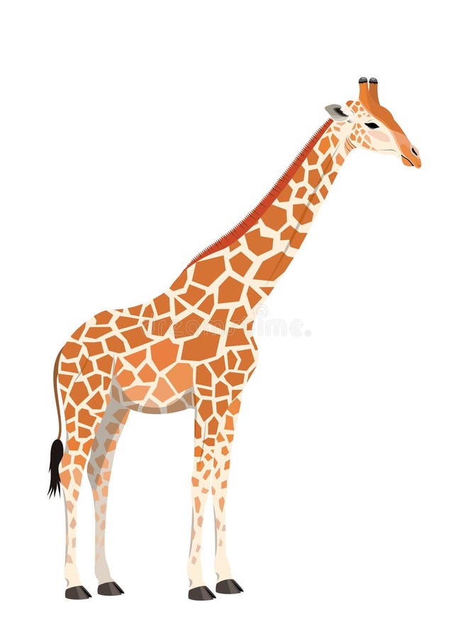 Jirafa Africana Ilustraciones Stock, Vectores, Y Clipart – (62,516 ...