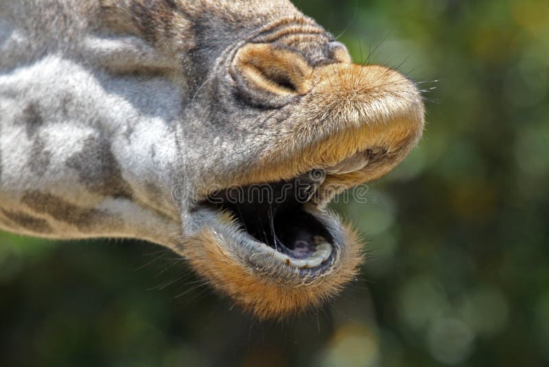 La Boca De La Jirafa Con Una Lengua Larga Imagen de archivo - Imagen de ...