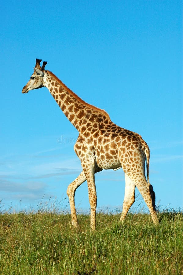 66,192 Jirafa Embarazada Fotos de stock - Fotos libres de regalías de ...
