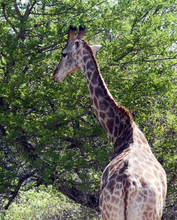 Jirafa imagen de archivo. Imagen de cubo, naturalizado - 16395569