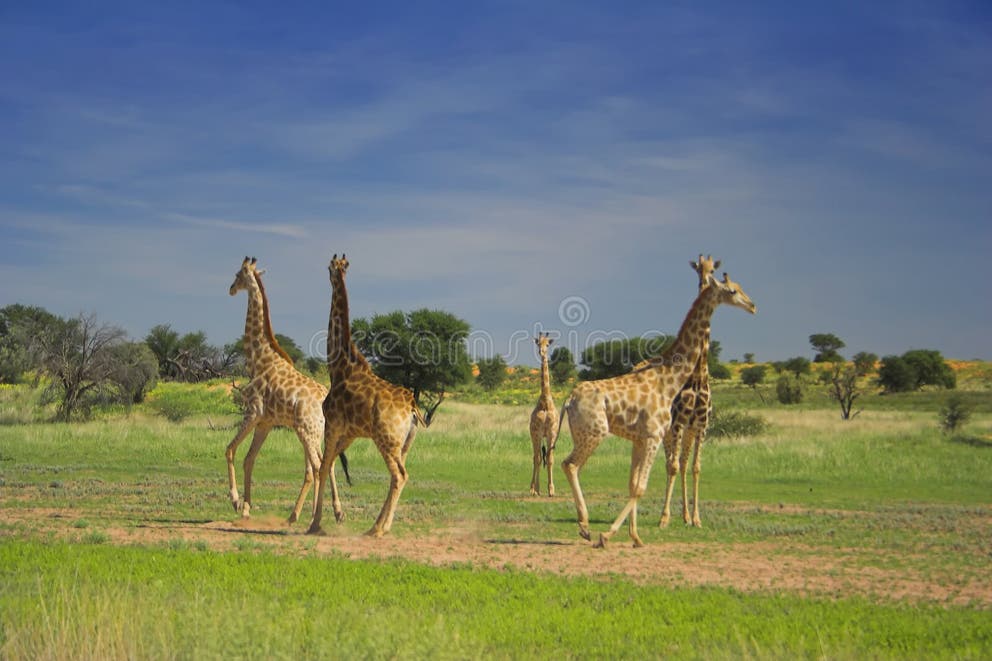 Jirafa foto de archivo. Imagen de jirafa, cielo, cubo - 1969636