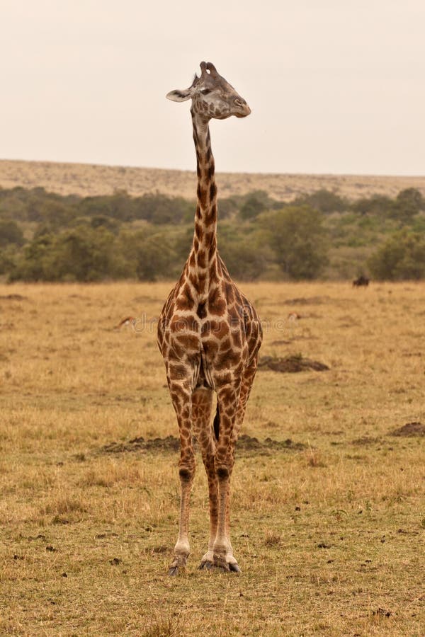 Jirafa foto de archivo. Imagen de parque, masai, reserva - 24805114