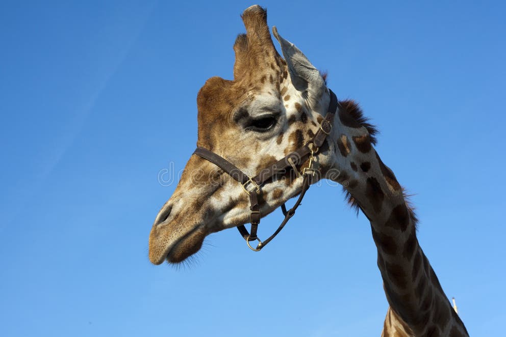 Jirafa foto de archivo. Imagen de cubo, camelopardalis - 25471426