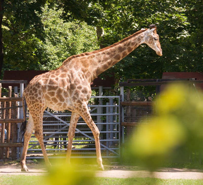 Jirafa imagen de archivo. Imagen de cubo, gaviota, primer - 31770579