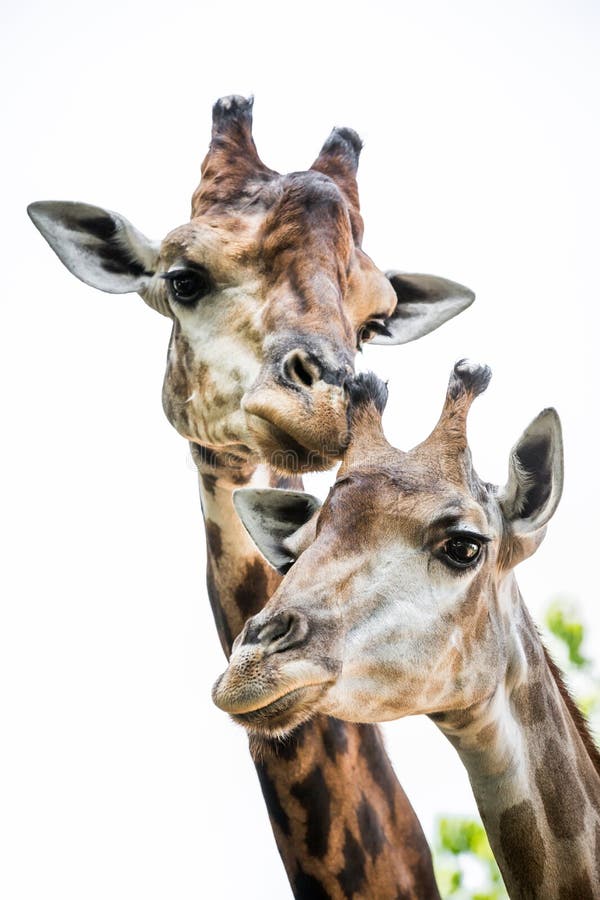 Jirafa imagen de archivo. Imagen de fauna, cubo, safari - 35545917