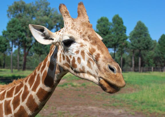 Jirafa imagen de archivo. Imagen de cubo, alto, fauna - 4815469