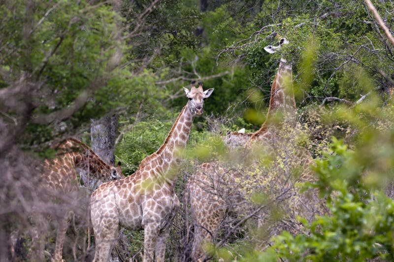Jirafa imagen de archivo. Imagen de cubo, travieso, naturalizado - 7658573